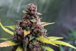 Gelato Strain: All You Need to Know