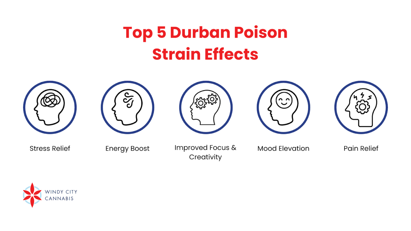 Durban Poison Sativa: Enjoy Energy, Focus & Creativity