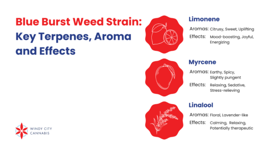Blue Burst Strain Guide: A Sweet & Balanced High 🫐